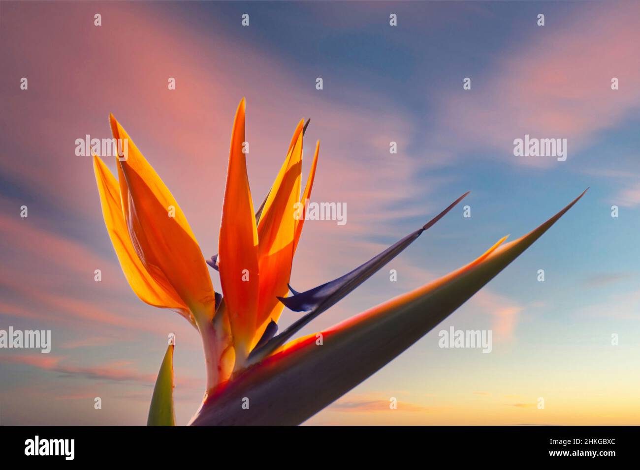Bird of Paradise flower at Laguna Beach Stock Photo - Alamy