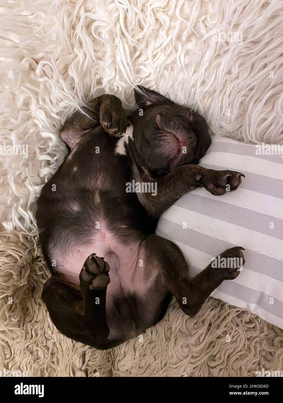 French Bulldog Lying On The Back Stock Photo - Alamy