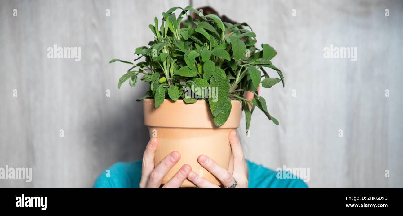 woman holding pot with fresh sage Stock Photo - Alamy