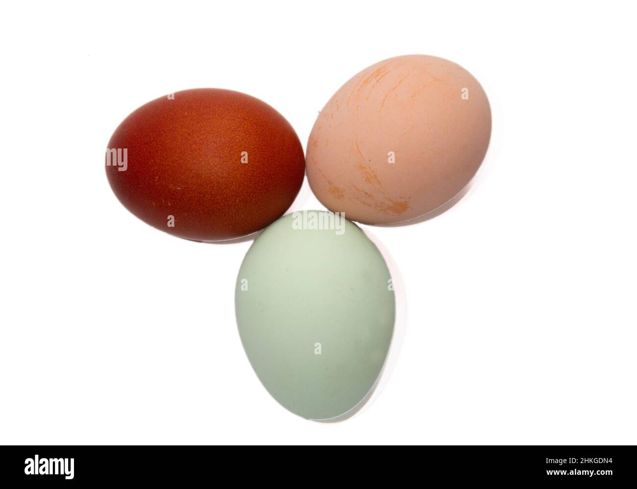 Three eggs in different colors laid by three types of chickens: Sussex ...