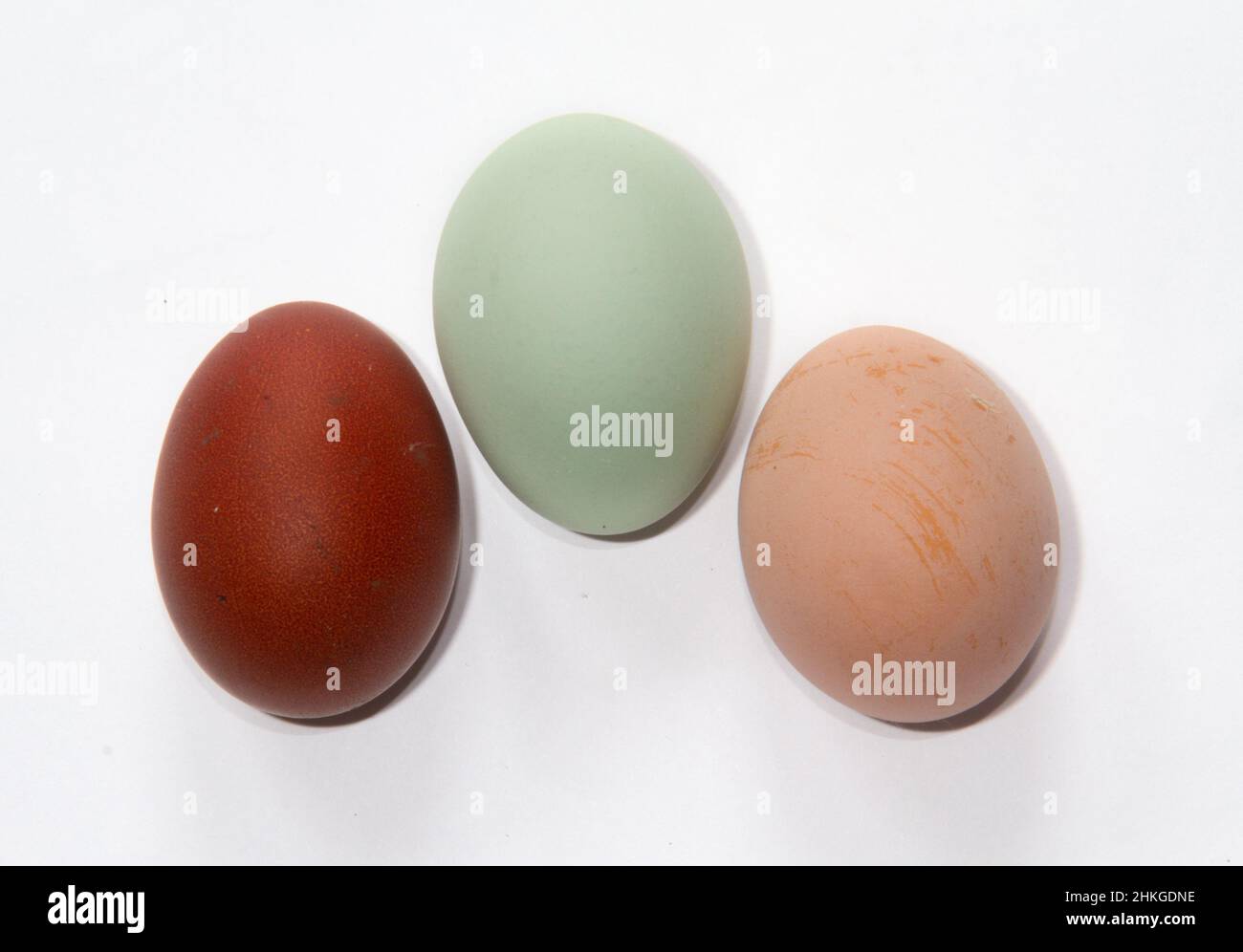 Three eggs in different colors laid by three types of chickens: Sussex ...
