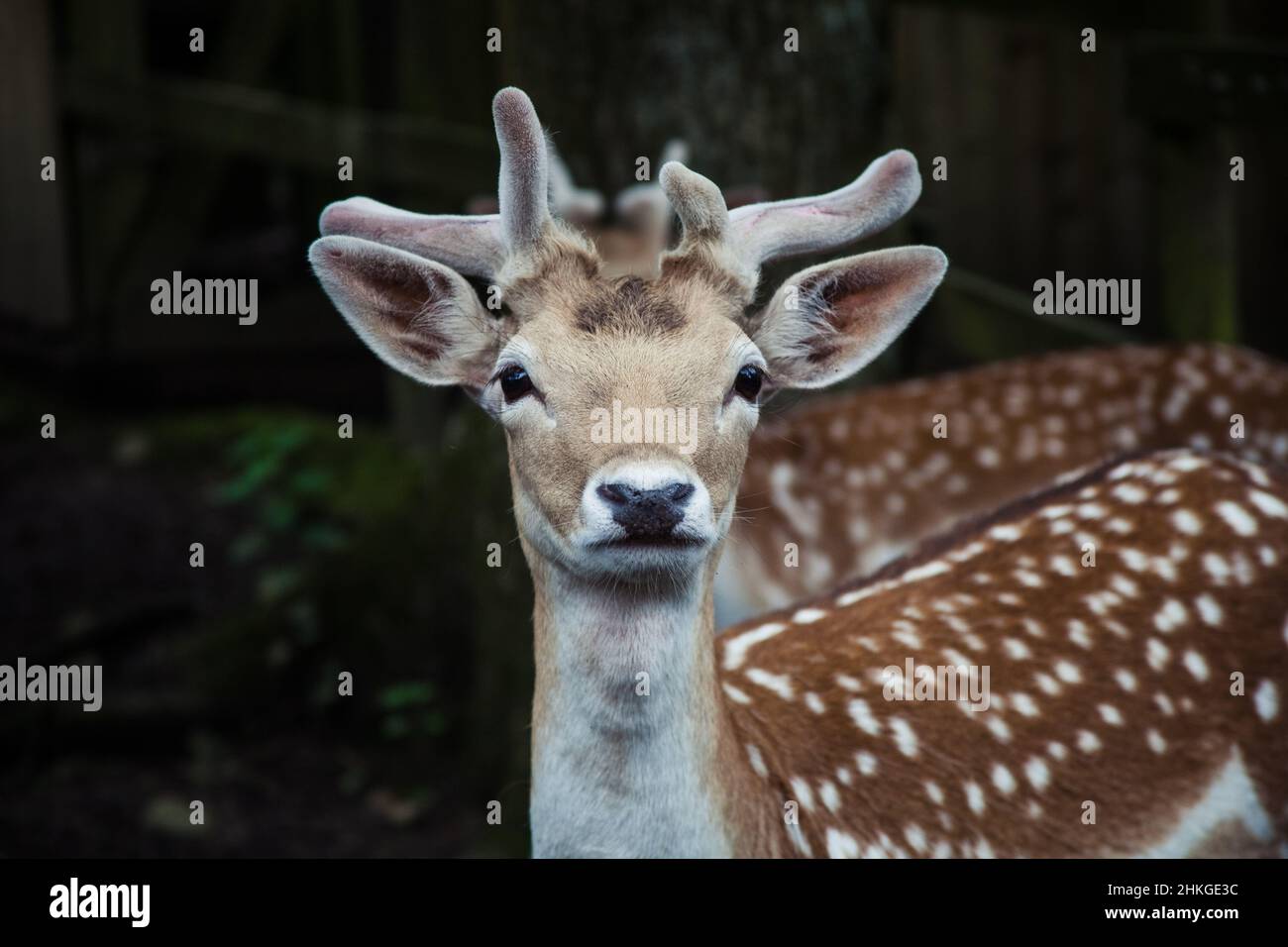 Singular animal hi-res stock photography and images - Alamy