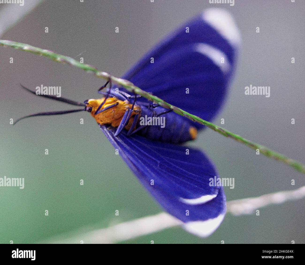 Macro image of a brightly colored blue and yellow moth resting and ...