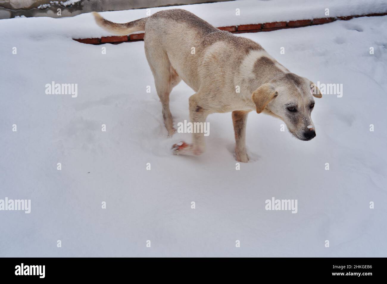 White street dog hi-res stock photography and images - Alamy