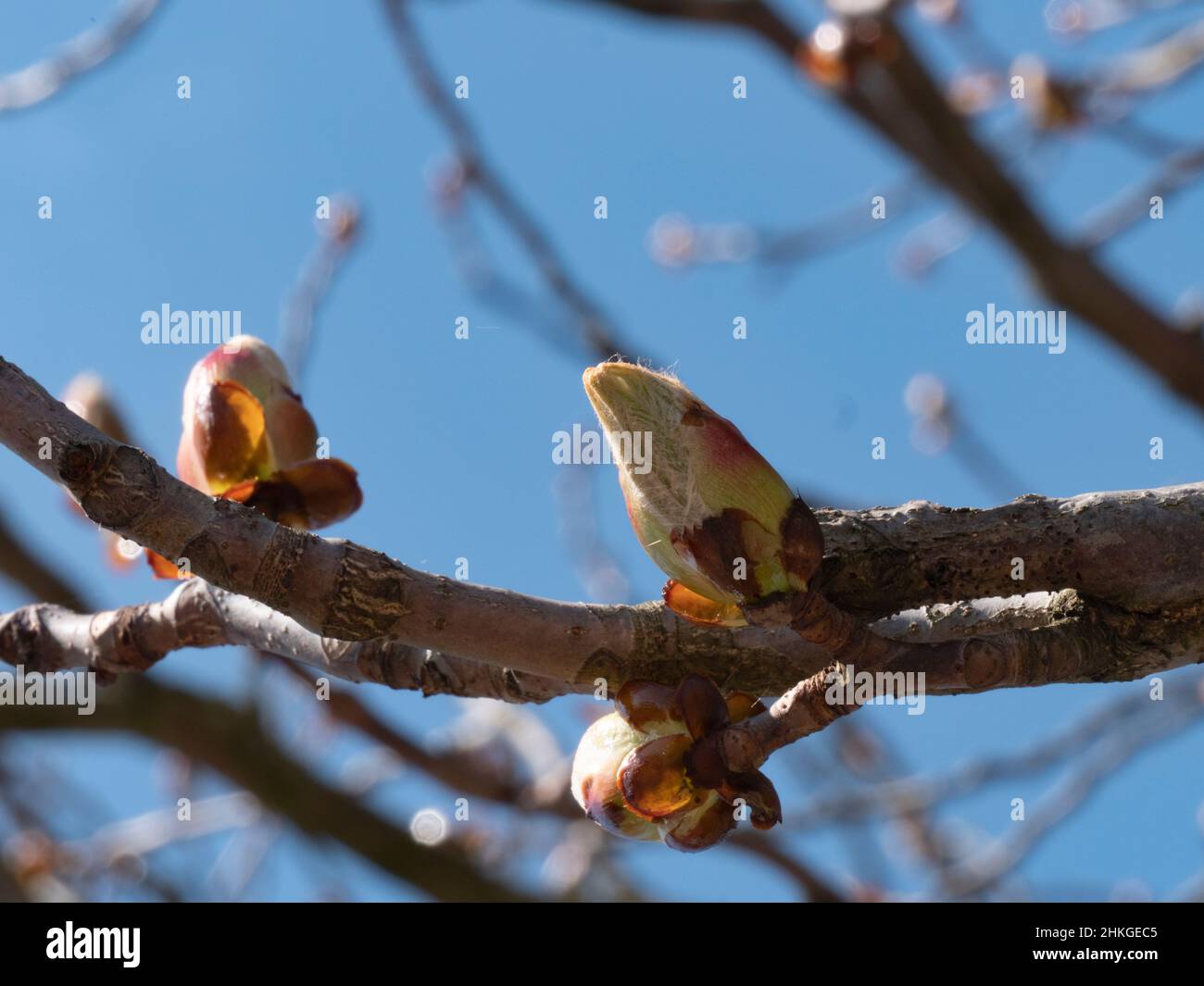 A branch of a tree gets its first buds in spring Stock Photo - Alamy