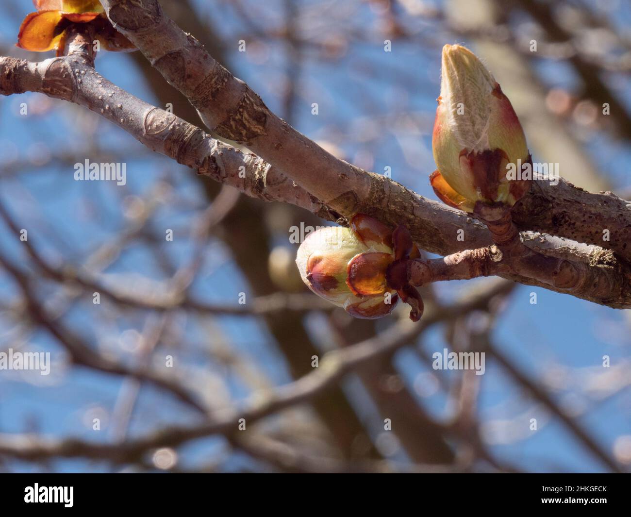 A branch of a tree gets its first buds in spring Stock Photo - Alamy