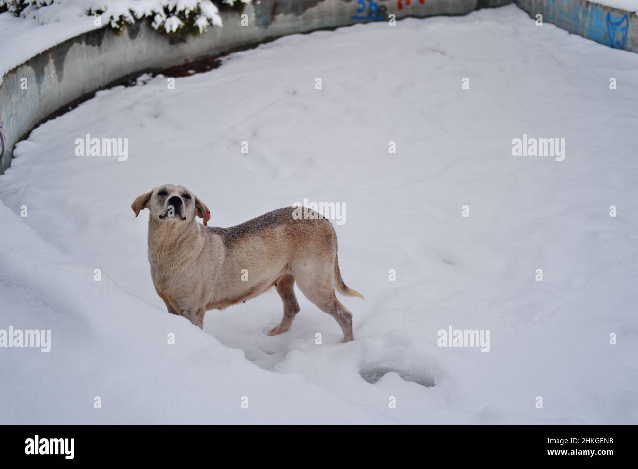 Freezing dog hi-res stock photography and images - Alamy