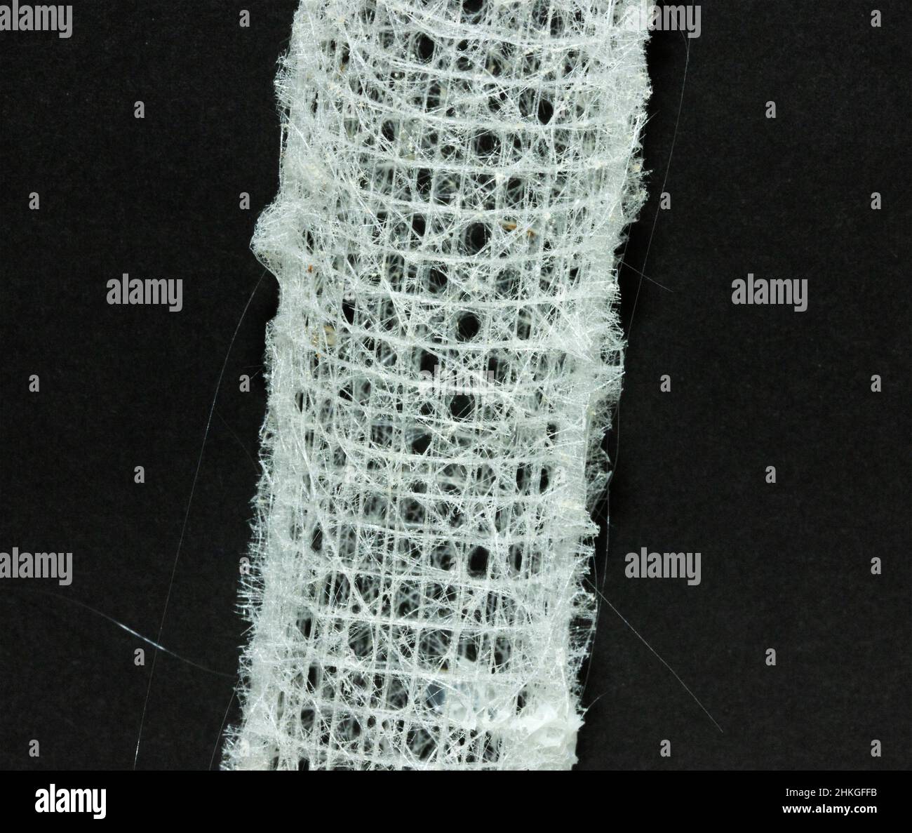 The Glass Sponge, or Venus Flower Basket makes a delicate but rigid ...