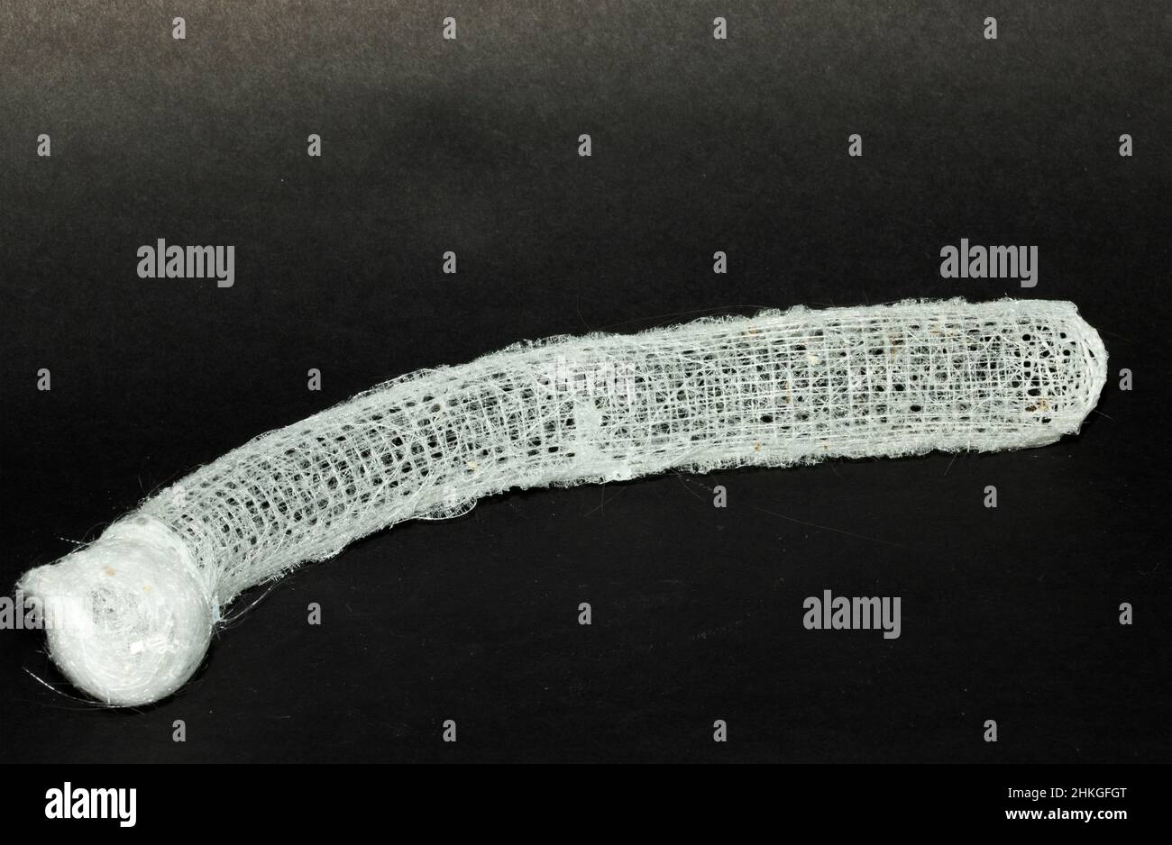 Euplectella aspergillum hi-res stock photography and images - Alamy
