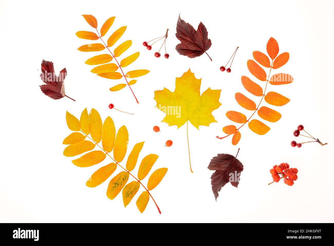 Set of natural autumn leaves isolated on white background. Top view ...