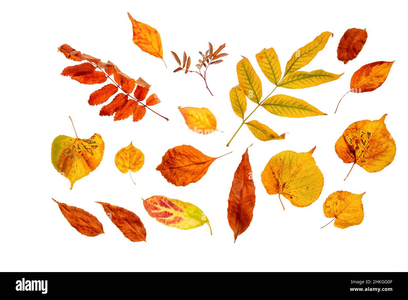 Set of natural autumn leaves isolated on white background. Top view ...