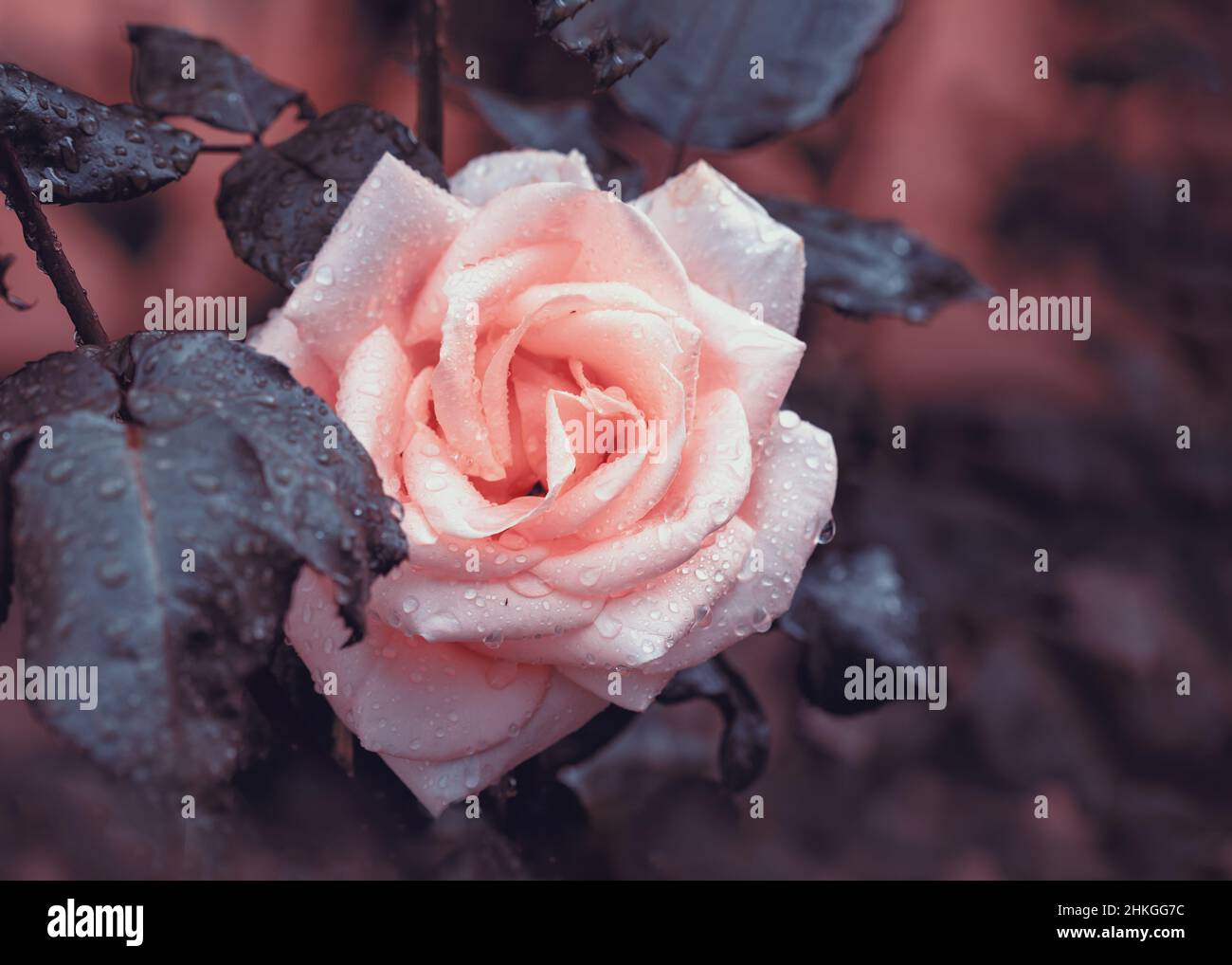 Vintage closeup of single beautiful light pink rose with raindrops on ...