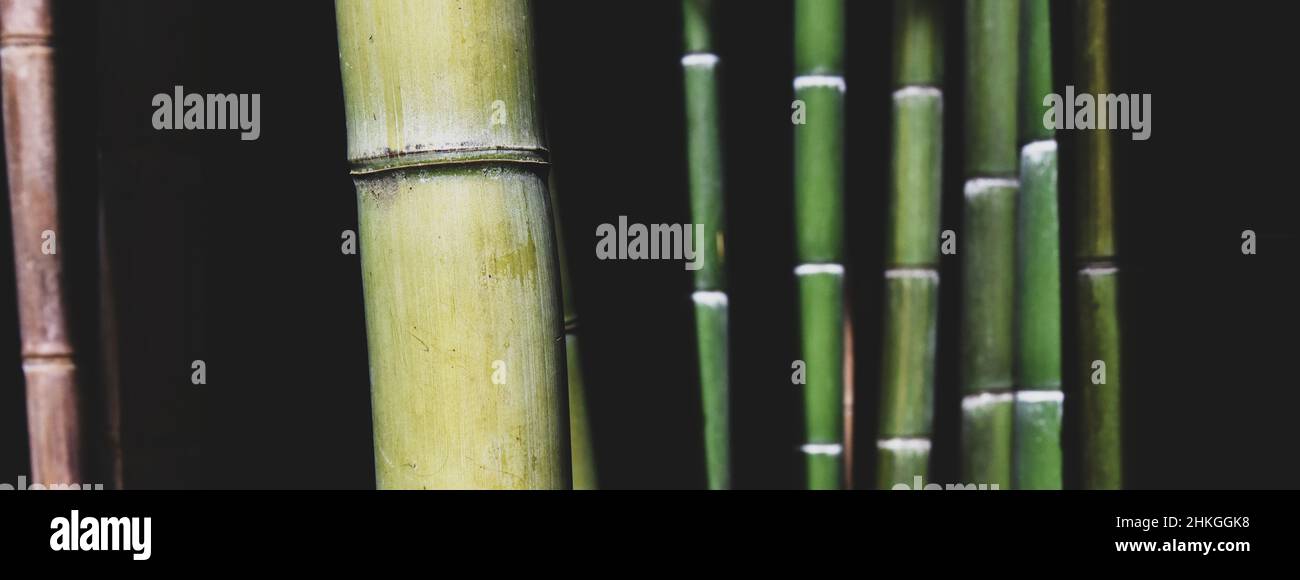 Horizontal banner or header with bamboo forest with high plants and ...