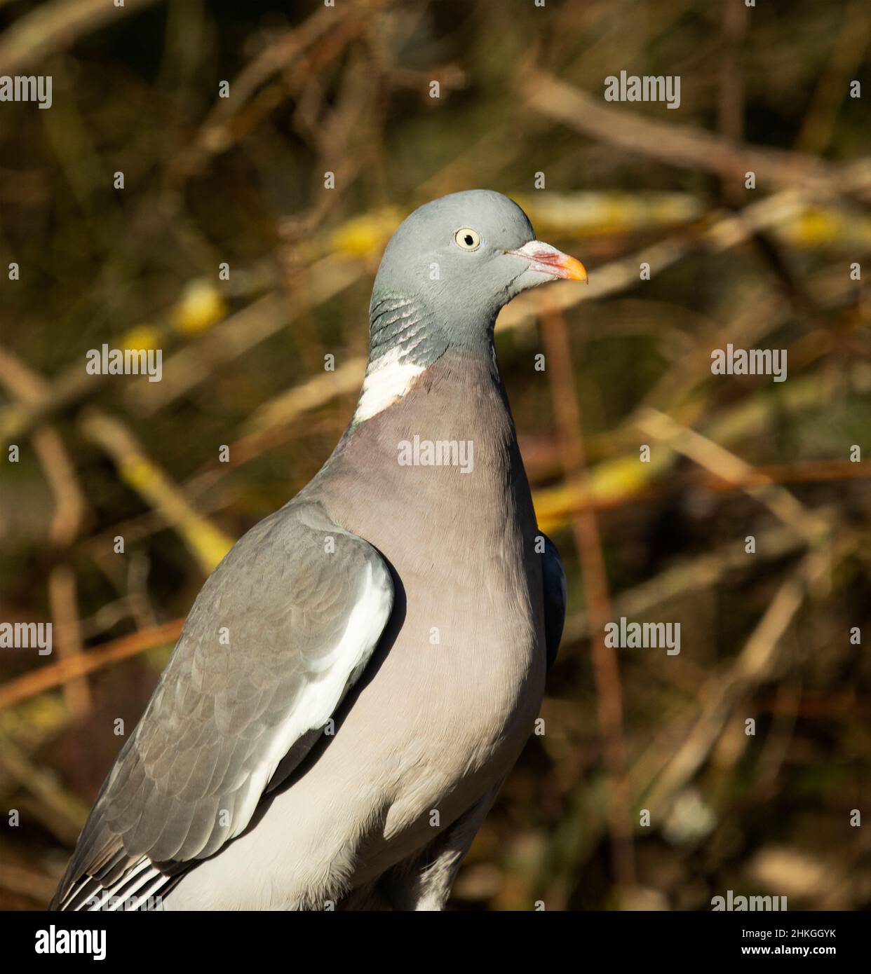 largest of the European pigeon family, the Wood Pigeon is a common bird ...