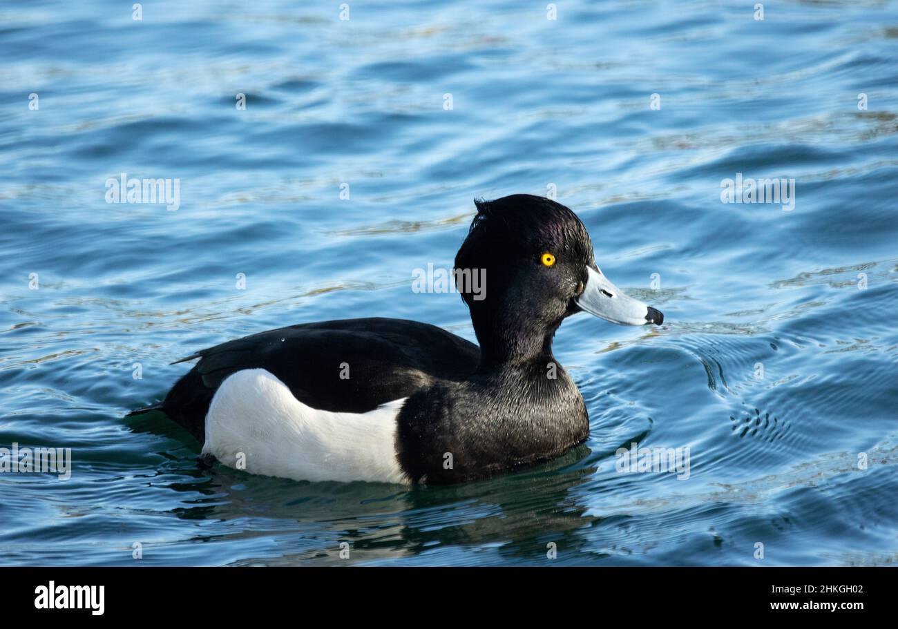 The Tufted Duck is the commonest of the diving ducks in UK waters ...