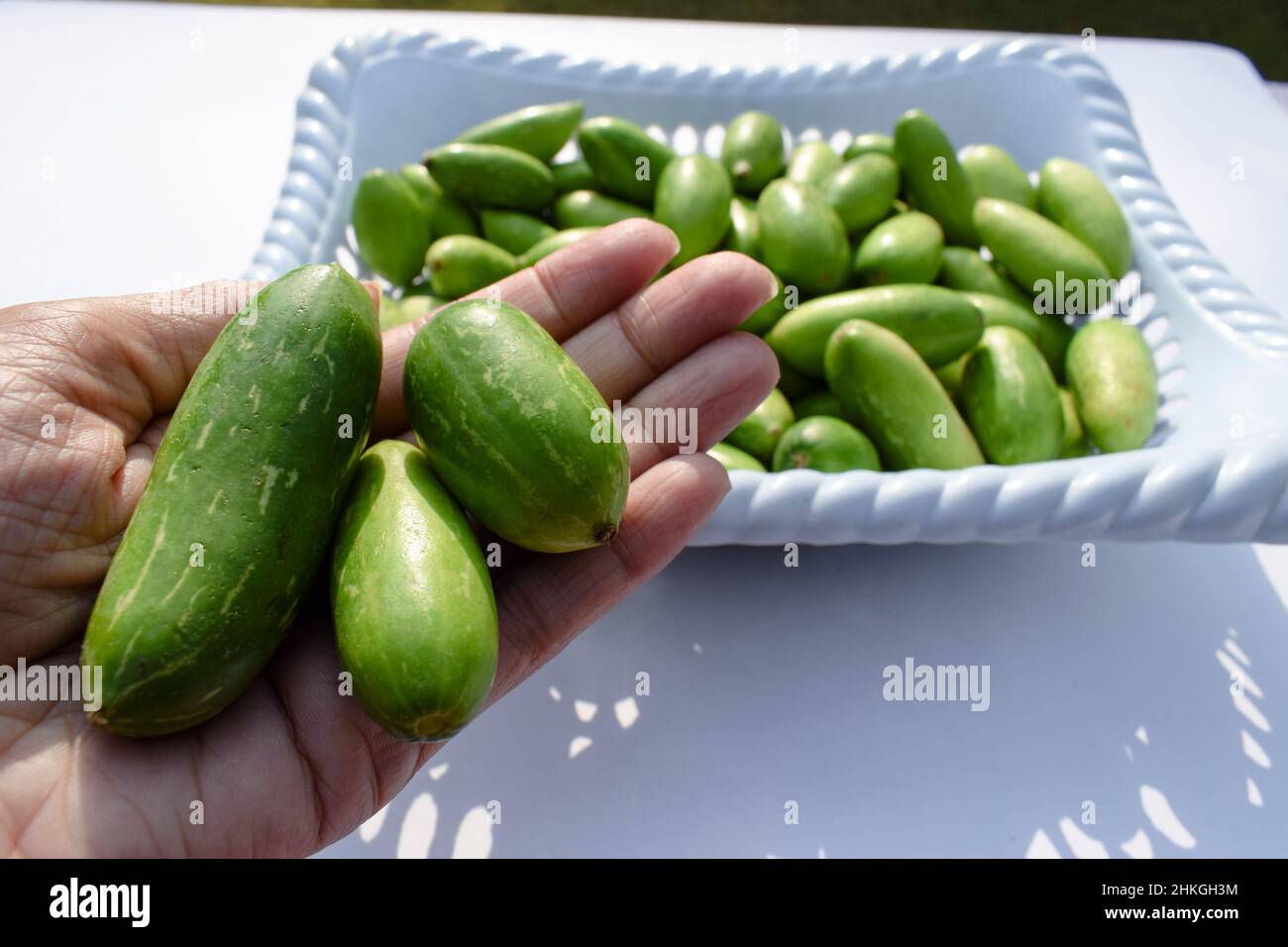 Female holding Ivy gourd or scarlet gourds known as Tindora or Ghola ...