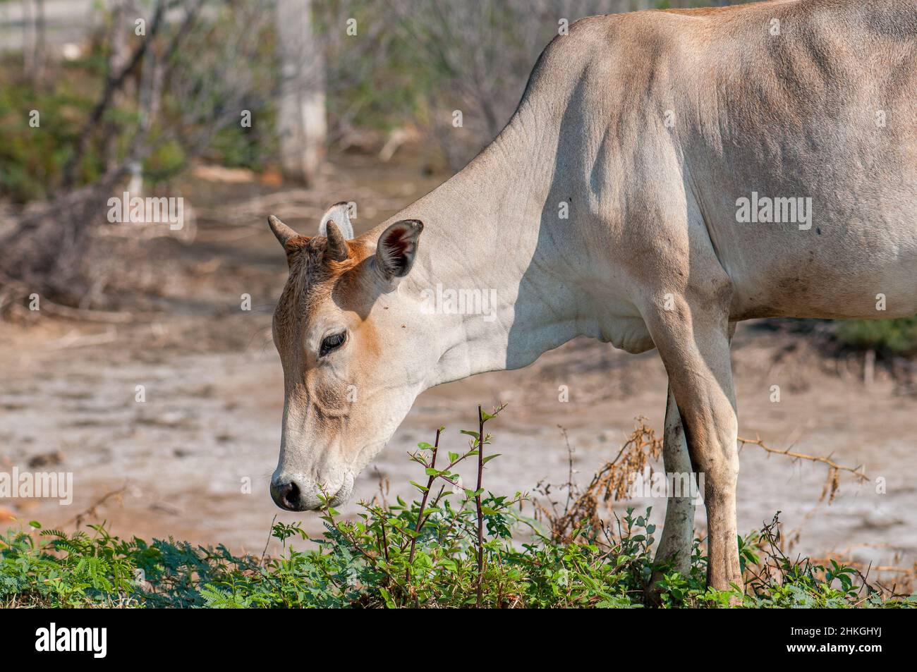 Kho-Lan cow in the countryside of Prachuap Khir Khan, Thailand Stock ...