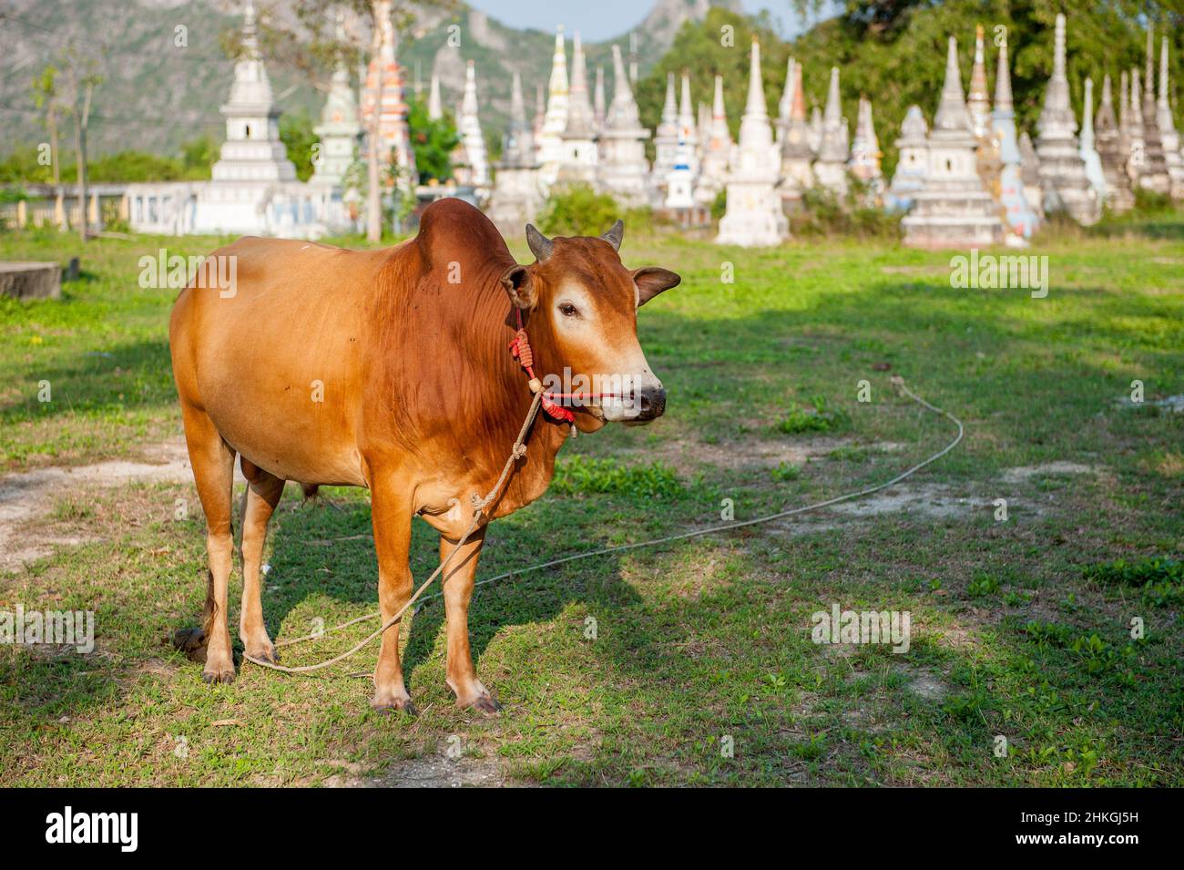 Kho-Lan cow in the countryside of Prachuap Khir Khan, Thailand Stock ...