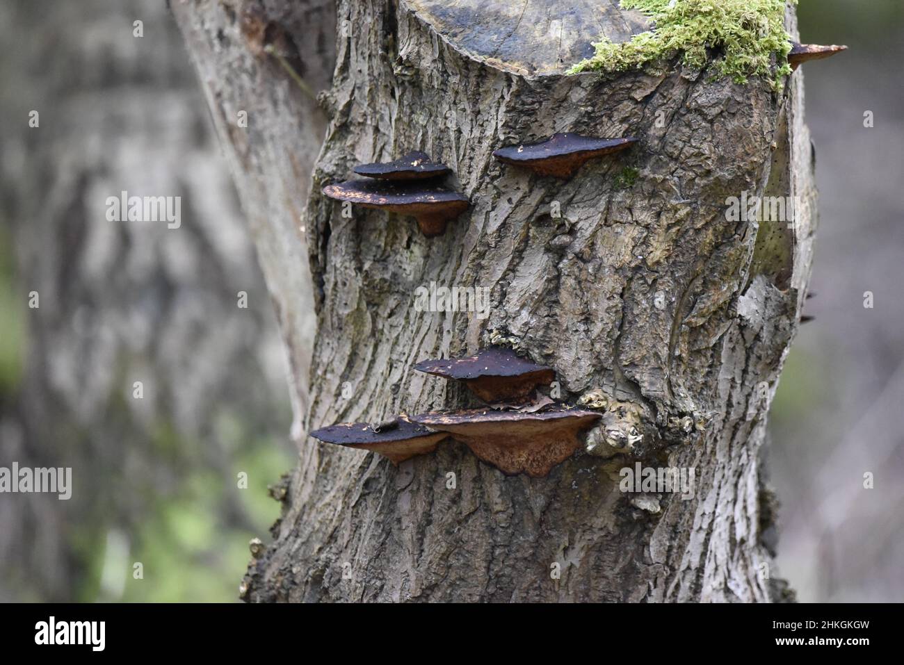 Six Black Bracket Fungus On Vertical Decayed Tree Trunk with Blurred ...