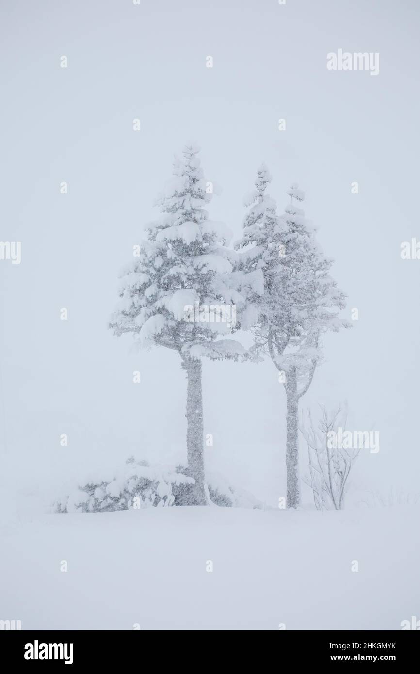Trees in snow storm hi-res stock photography and images - Alamy