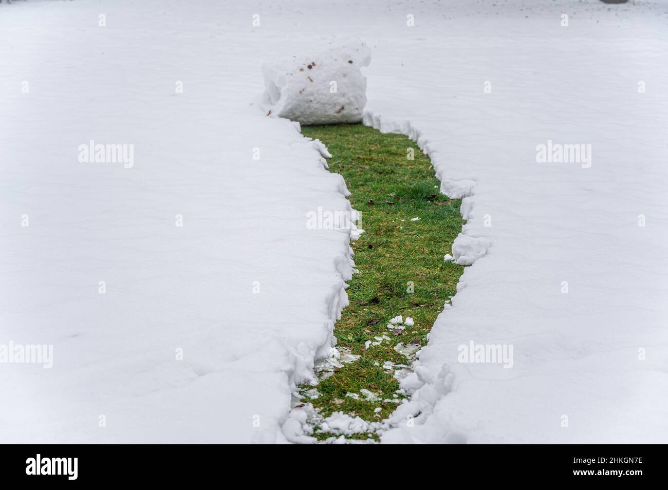Snowball rolling for a snowman on the street in winter. Green grass ...