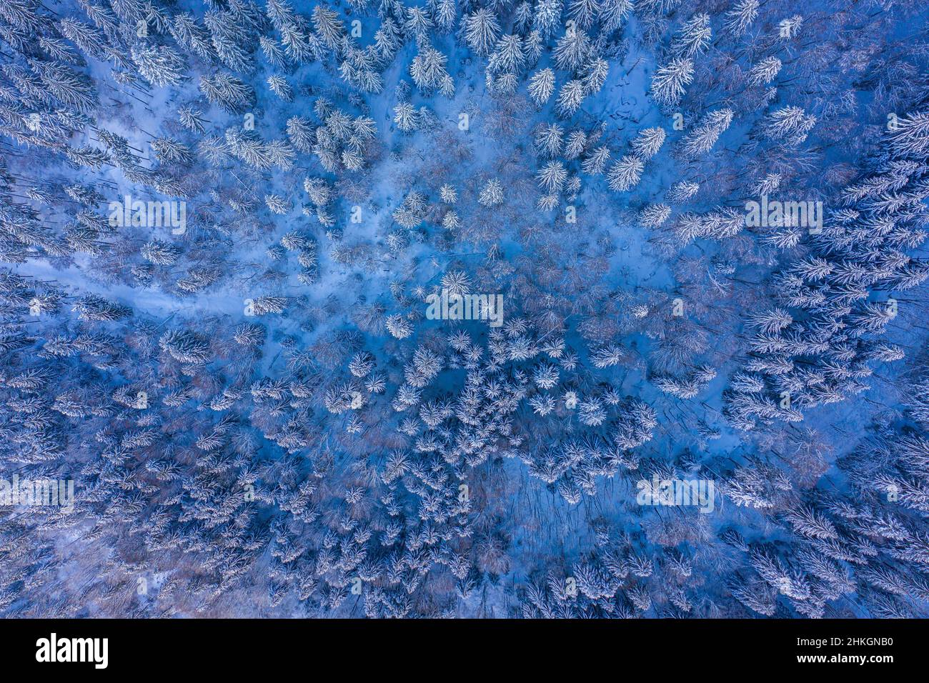Top down shot of a sparse coniferous forest taken using a drone Stock ...