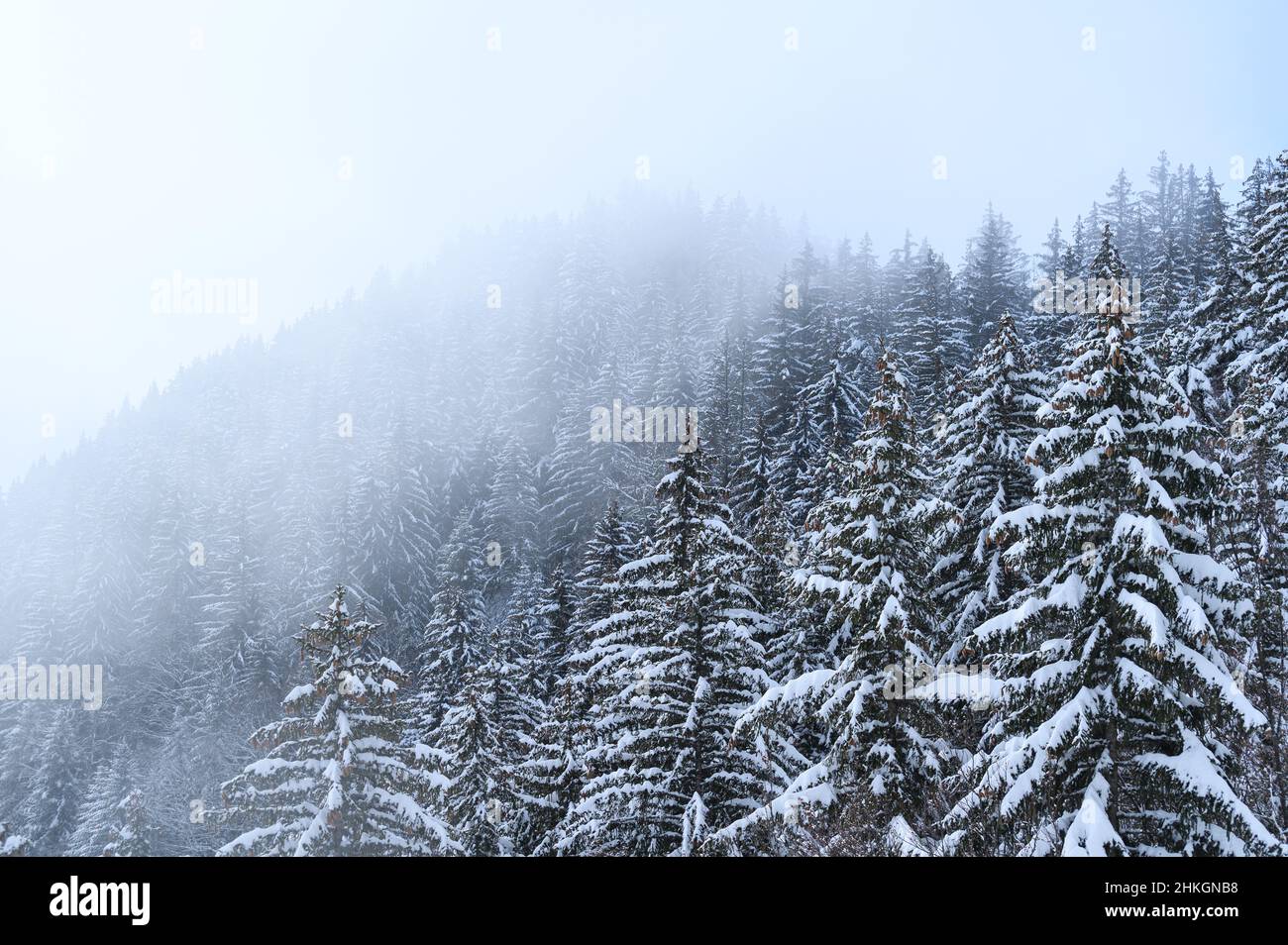 A dense pine tree forest gradually fading into the even denser mist as ...