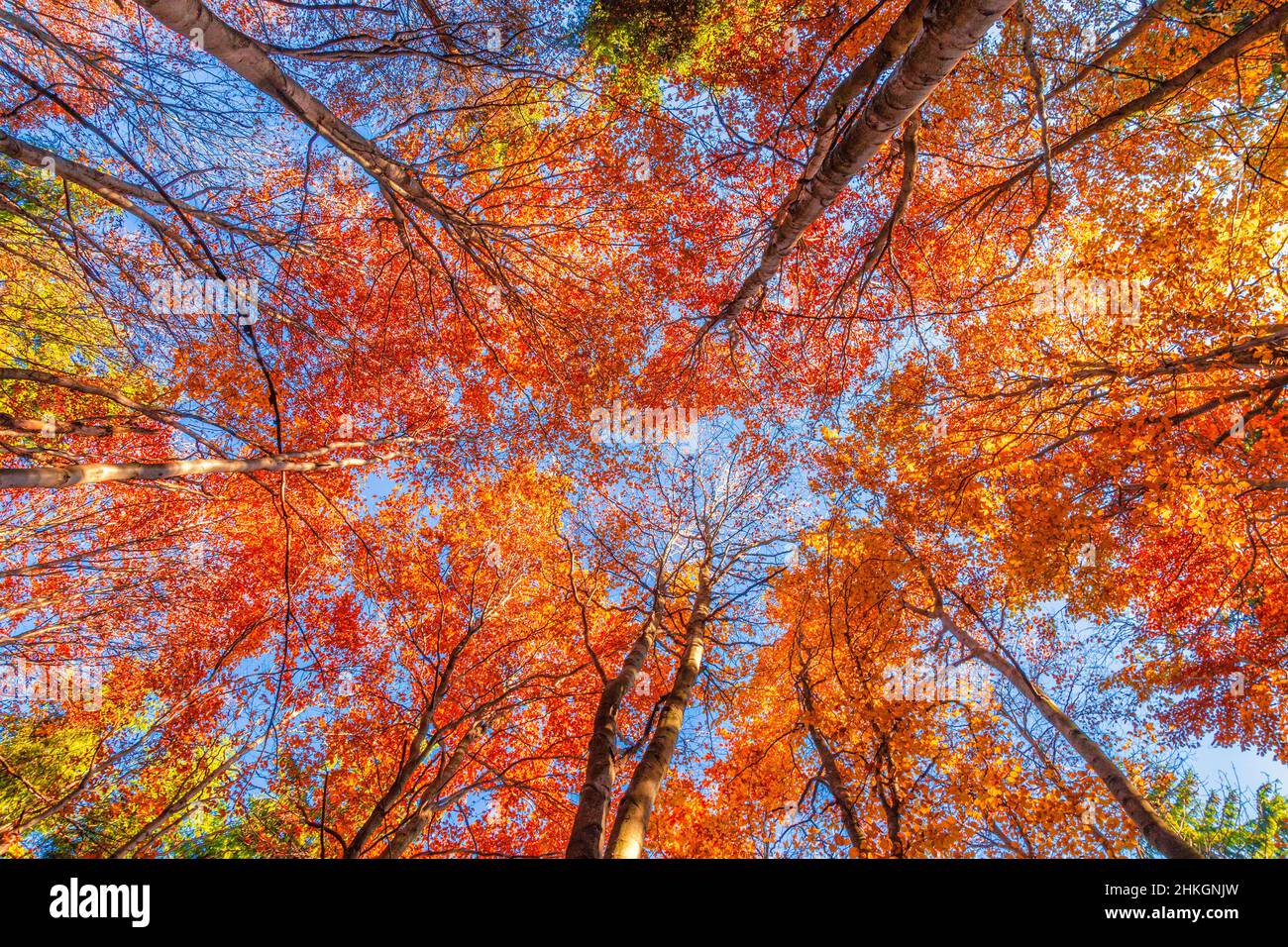 Tree multicolored light hi-res stock photography and images - Alamy