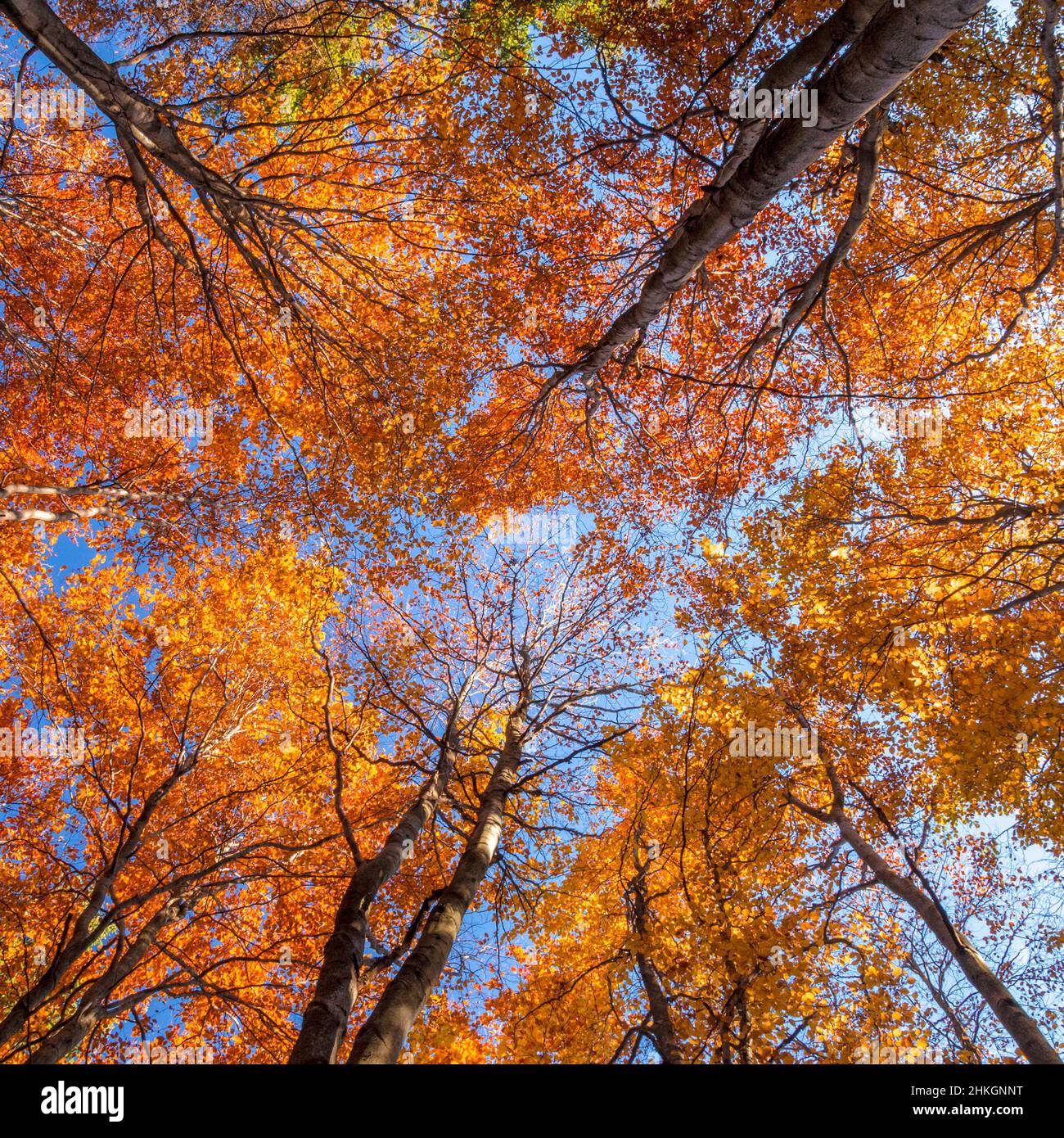 Foreground crowns hi-res stock photography and images - Alamy