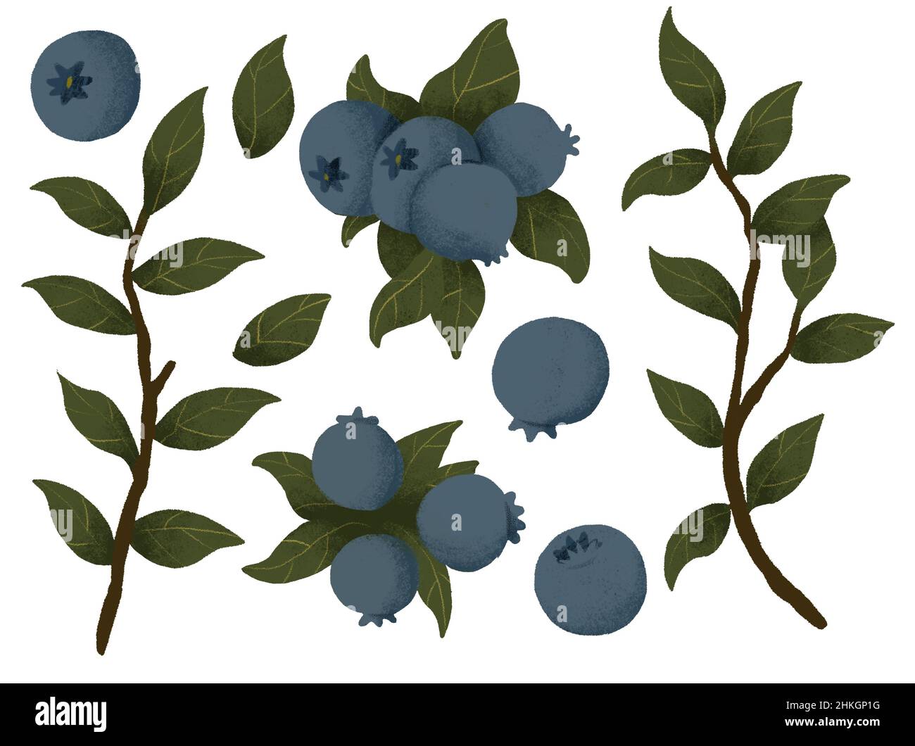 Botanical drawing blueberry hi-res stock photography and images - Alamy