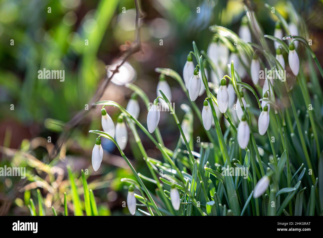 Pretty snowdrop flowers on a sunny winters day Stock Photo - Alamy