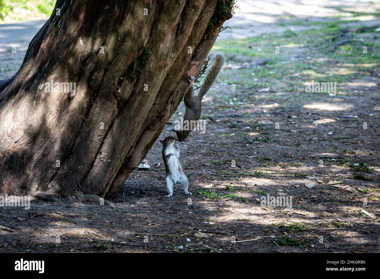 Two Squirrels on a Tree Trunk Stock Photo - Alamy