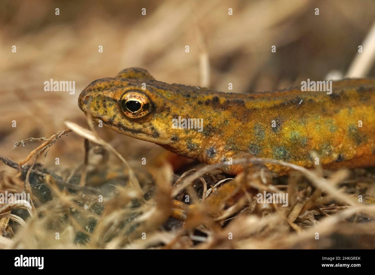 Closeup on an adult terrestrial male Carpathian newt, Lissotriton ...