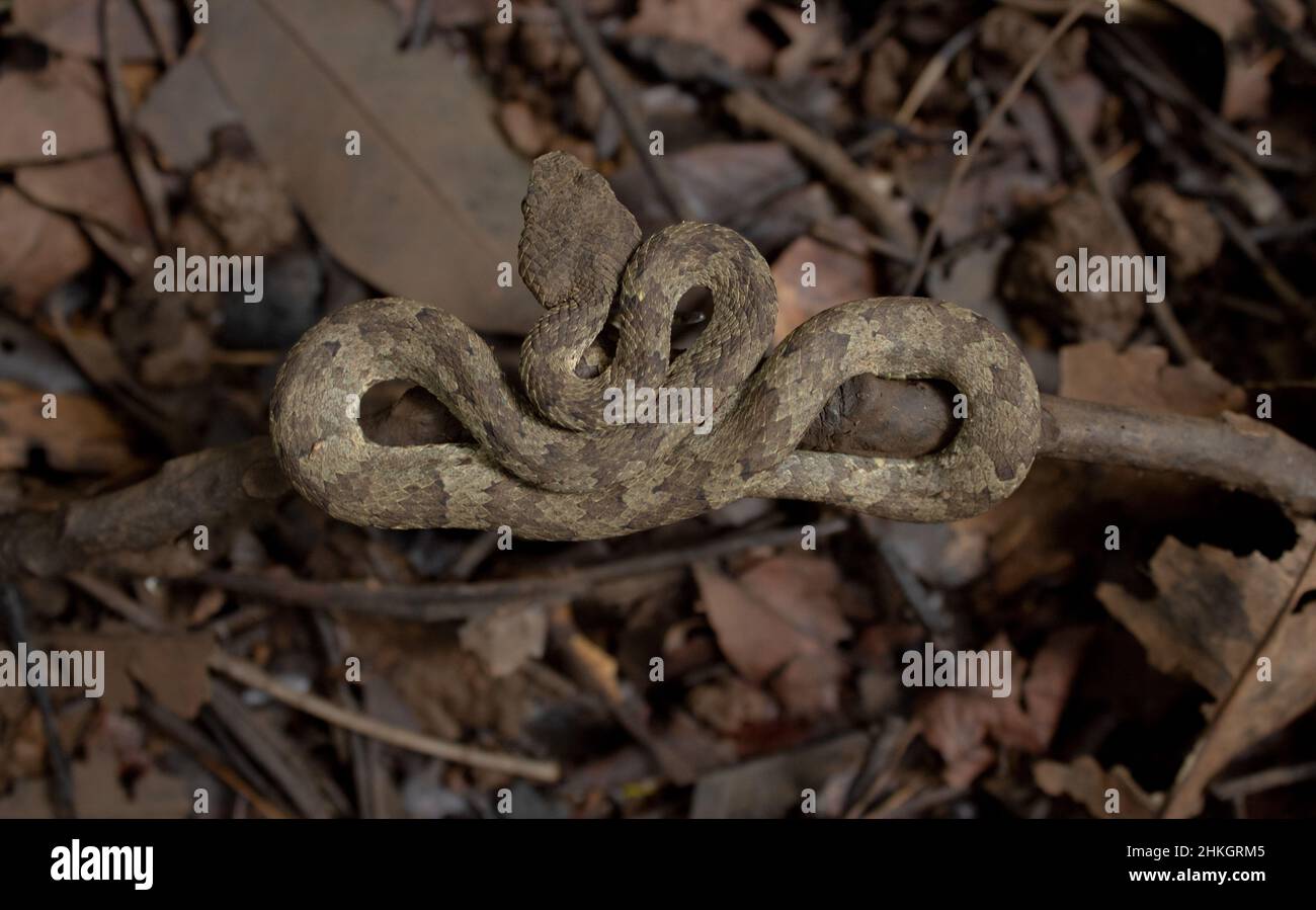 Stunning photos of some beautiful snakes of India Stock Photo - Alamy