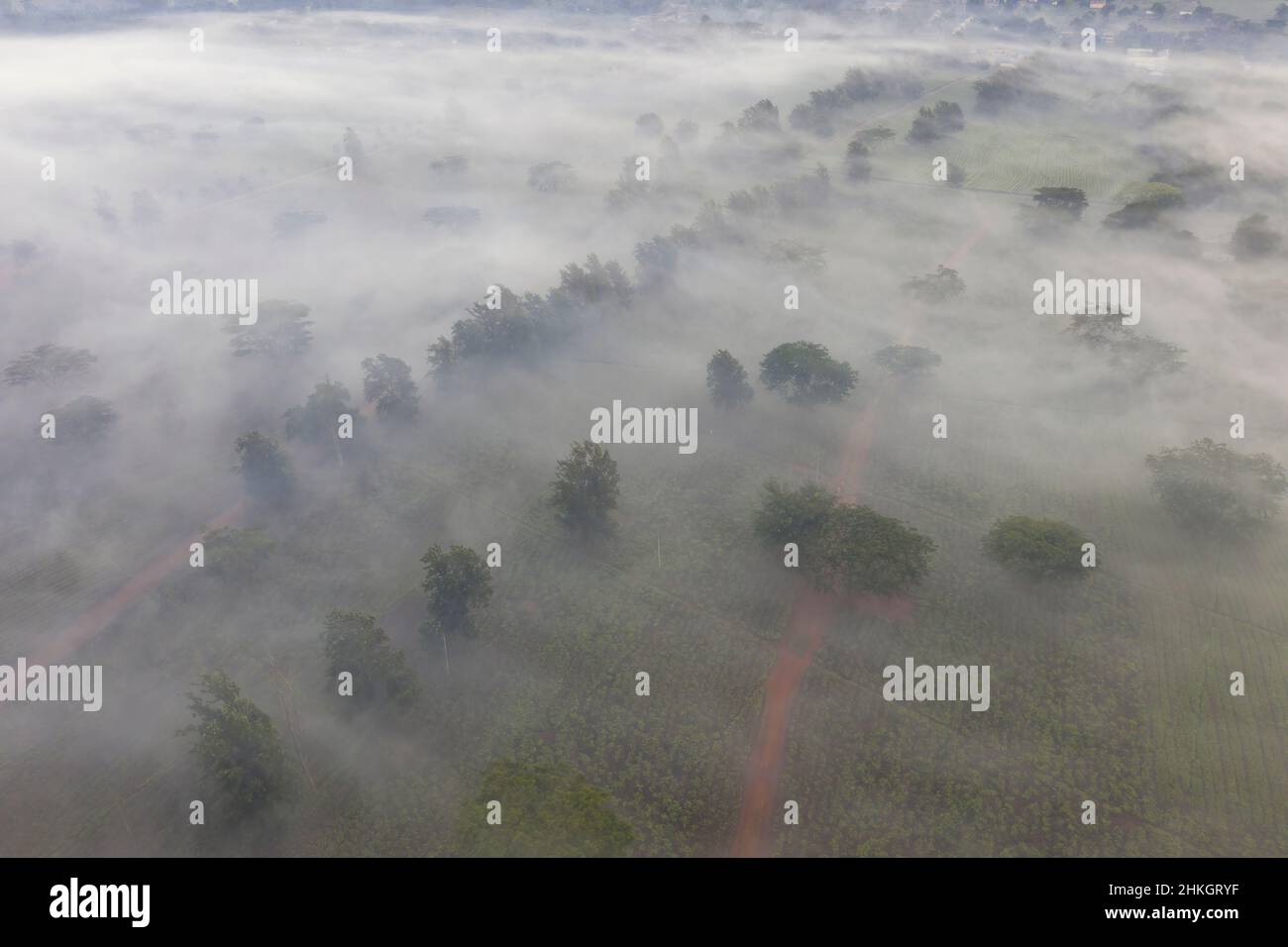 Dawn mist on the tea plantation Stock Photo - Alamy