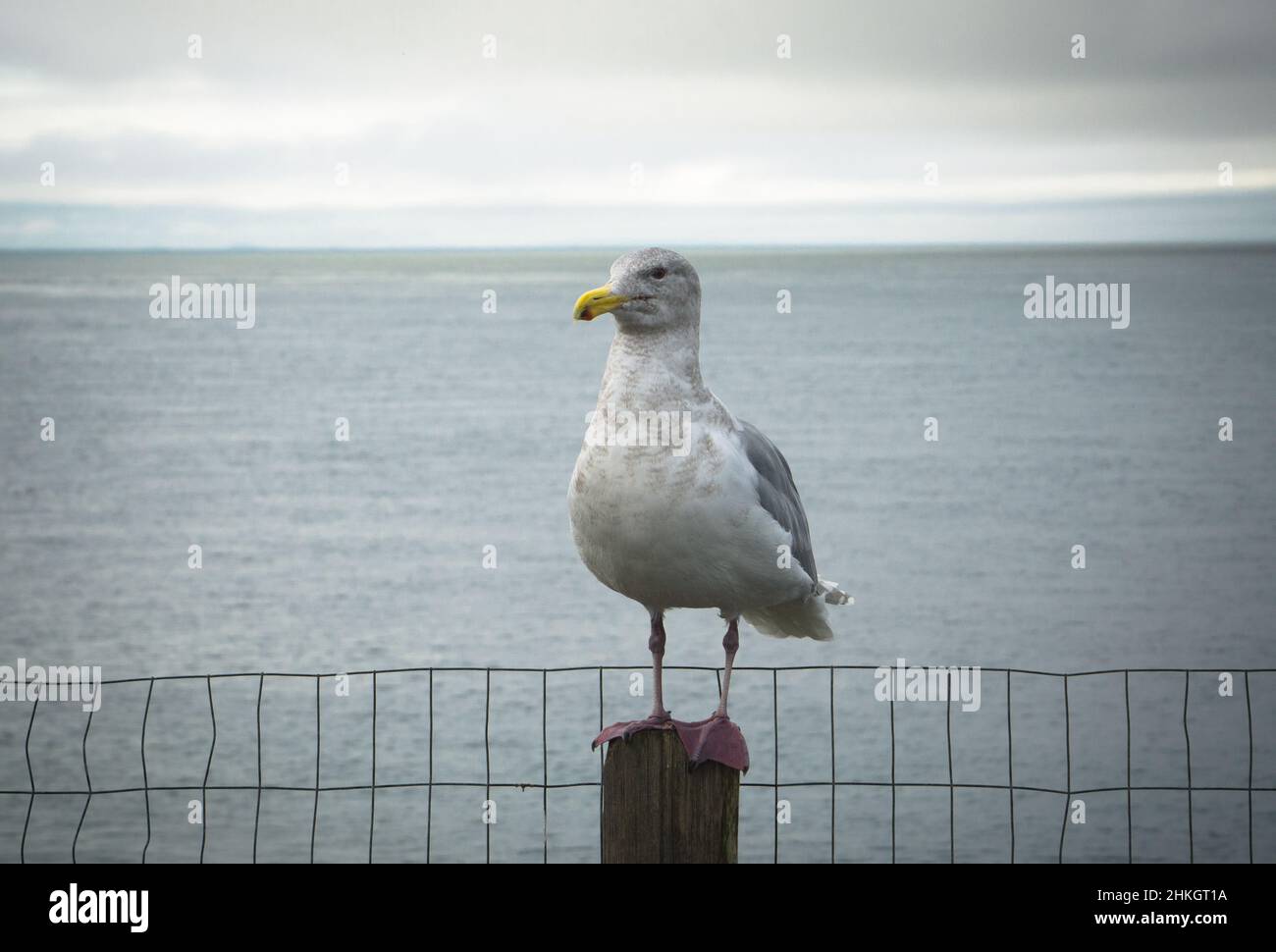 A young seagull perches on a fence post near Puget Sound, WA Stock ...