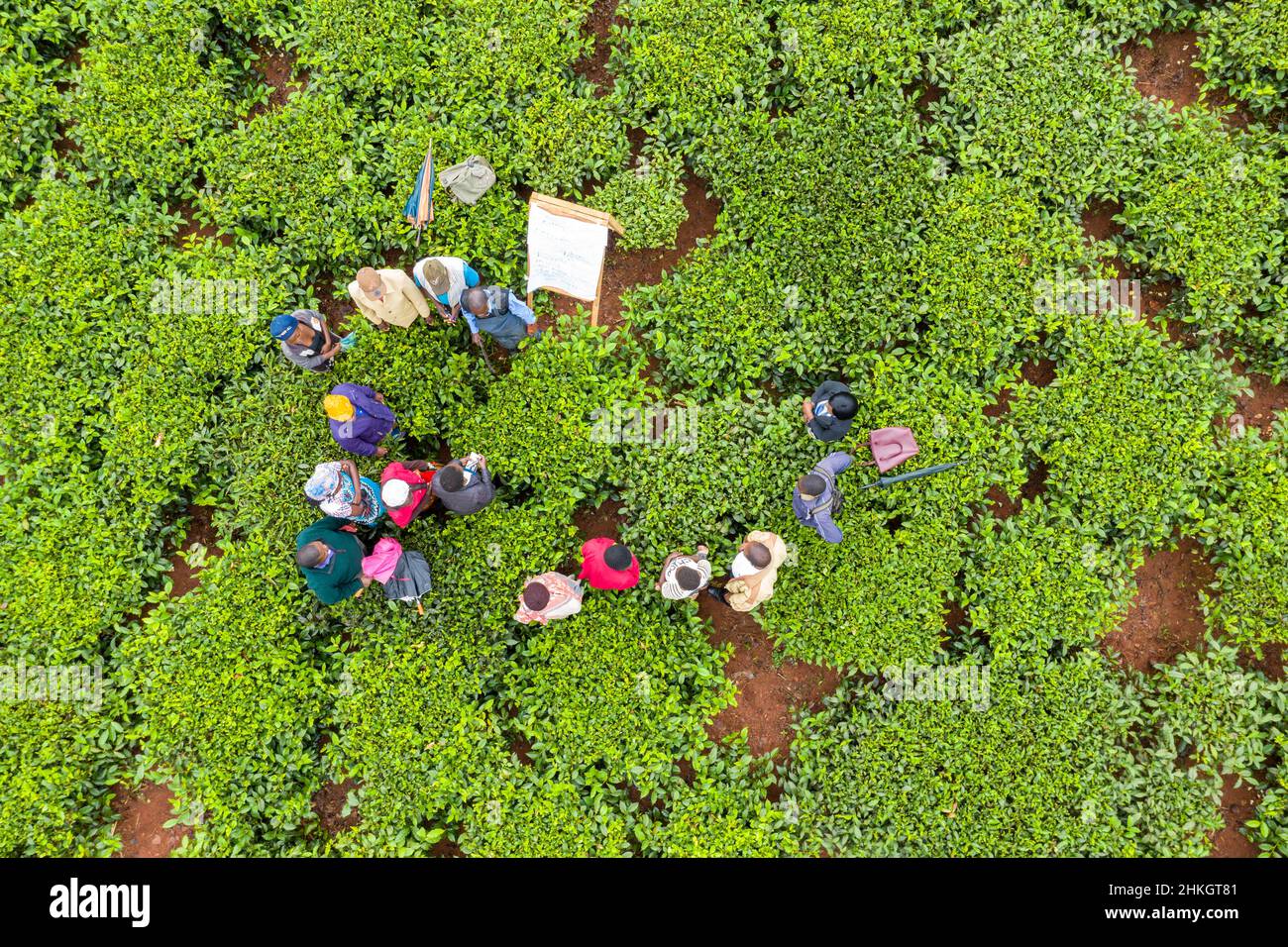 Farmers training in a tea field, Malawi Stock Photo - Alamy