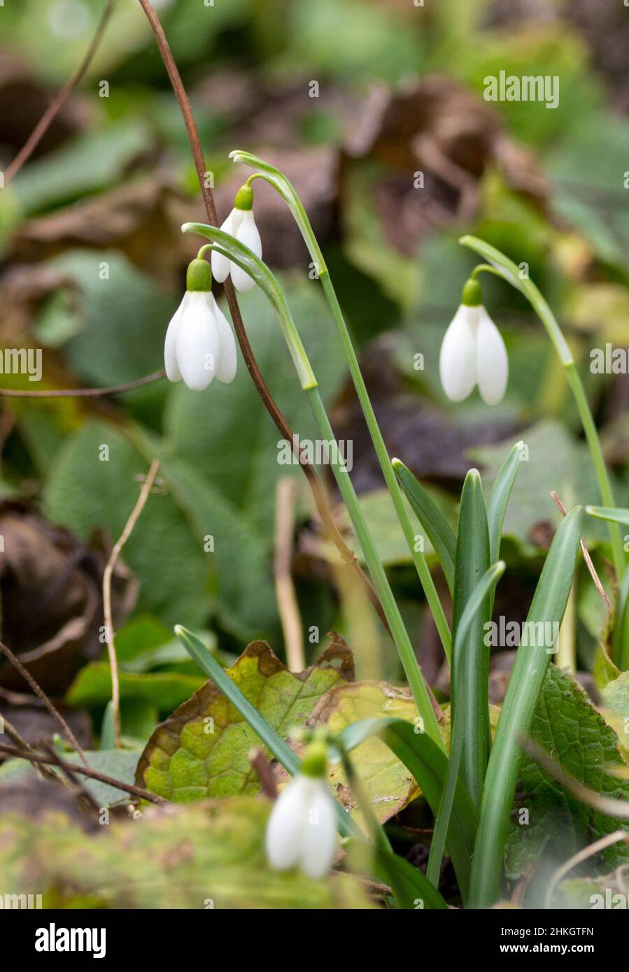Snowdrop (Galanthus nivalis) spring flower with three white drooping ...