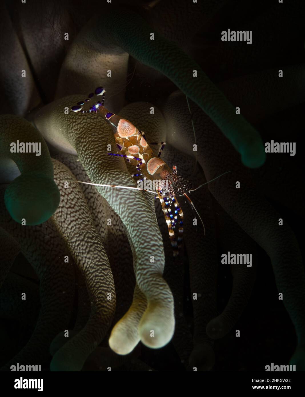 The beauty of a Spotted cleaner shrimp (Periclimenes yucatanicus) on ...