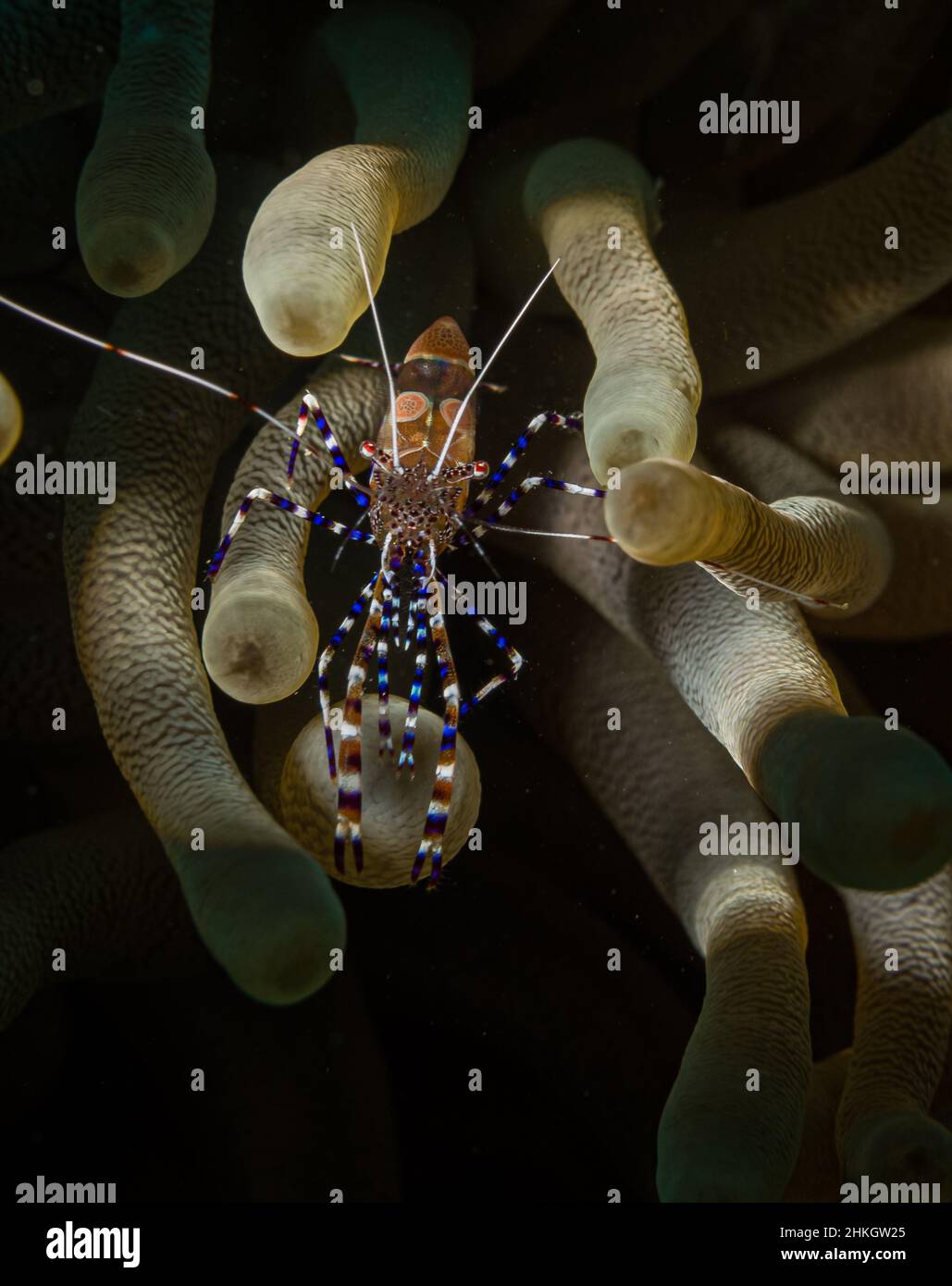 The beauty of a Spotted cleaner shrimp (Periclimenes yucatanicus) on ...