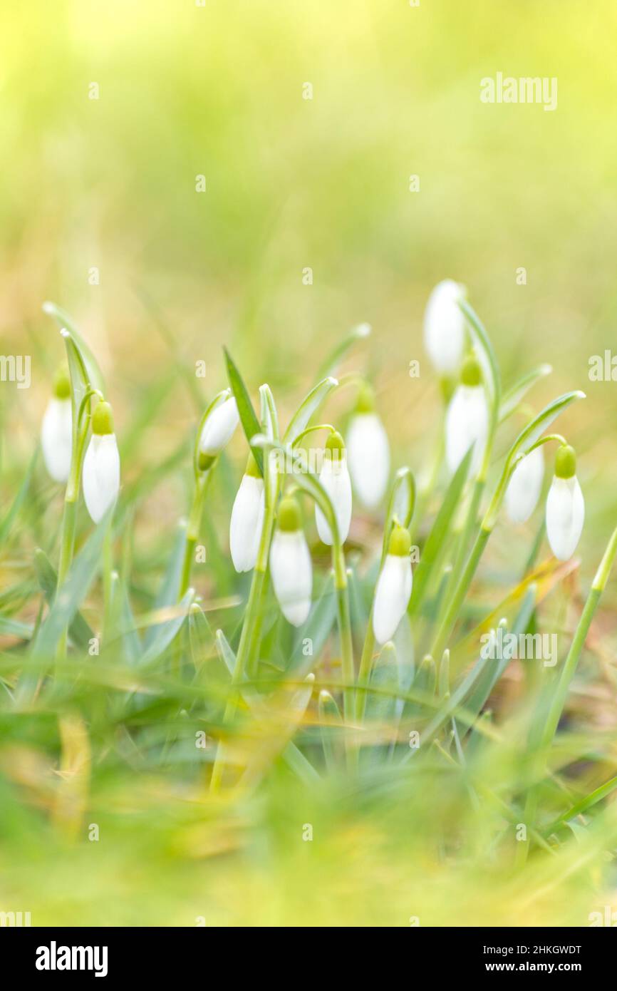 Beautiful snowdrops on snow hi-res stock photography and images - Alamy