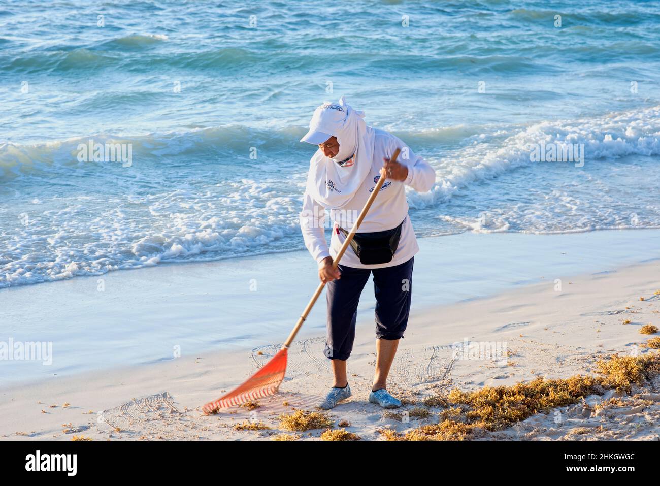 Mexican woman cleans beach with rake from sargasso, Playa del Carmen ...