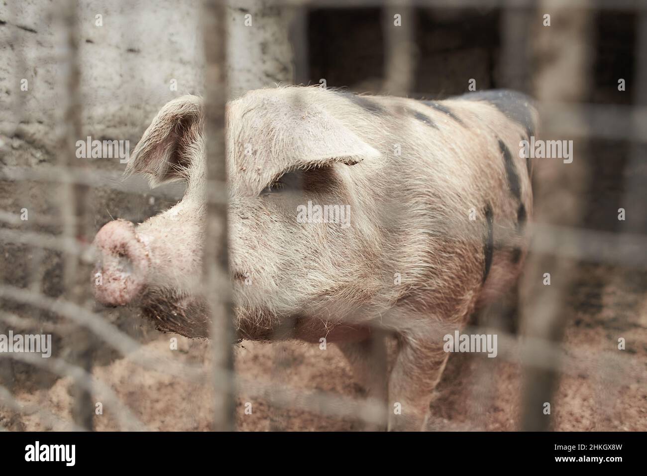 Pig fattening hi-res stock photography and images - Alamy