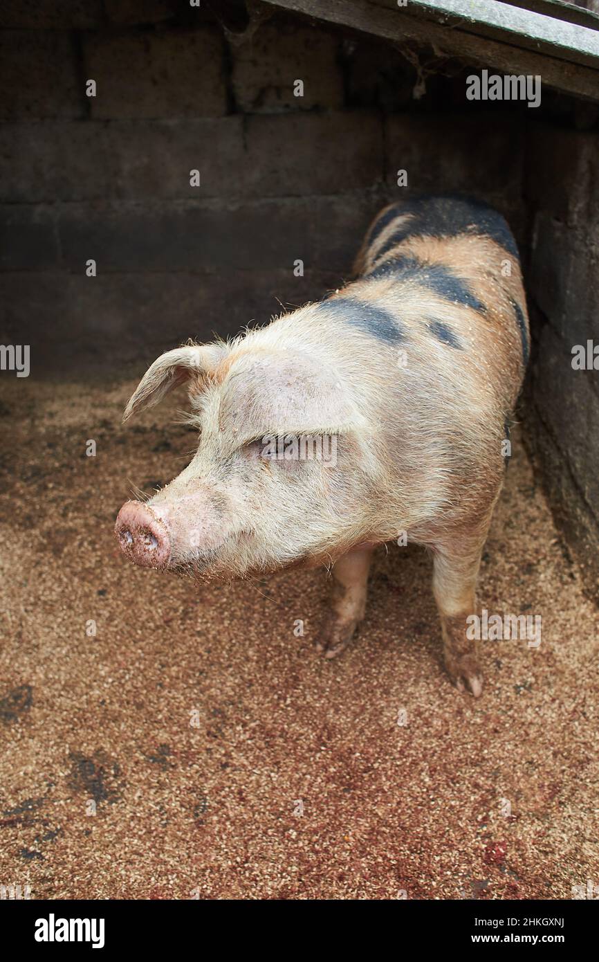 Big, domestic pig on organic farm in the barn. Domestic pig. Fattening ...