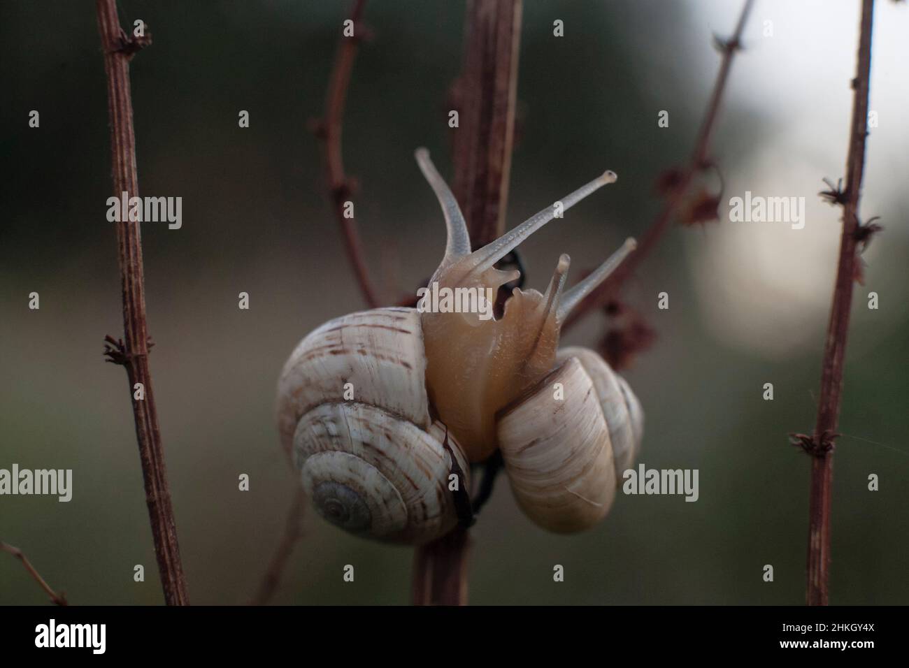 White snails hi-res stock photography and images - Alamy