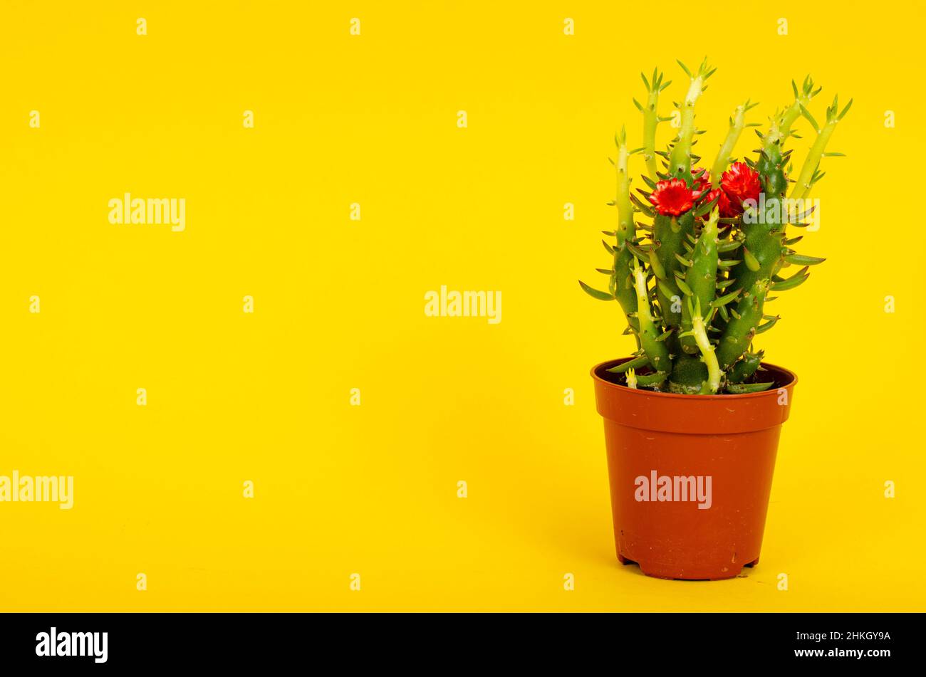 Small green flowering succulent bush in pot. Photo Stock Photo - Alamy