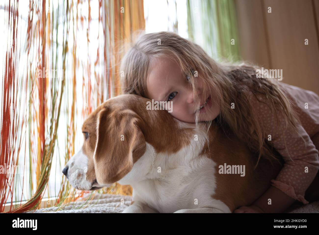 little cute girl hugs a beagle dog sitting on the windowsill Stock Photo - Alamy