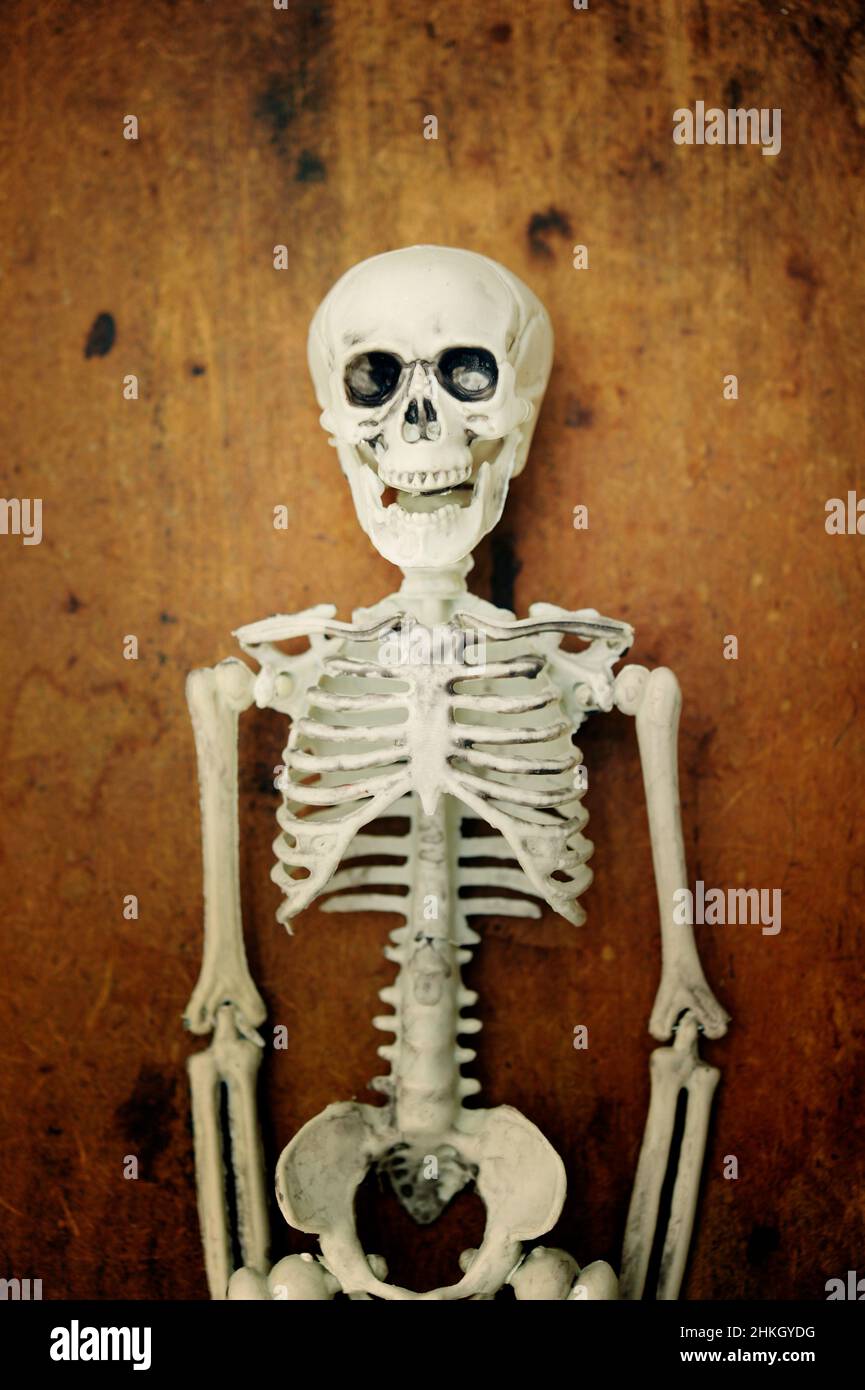 human skeleton toy, horror and Halloween concept Stock Photo - Alamy