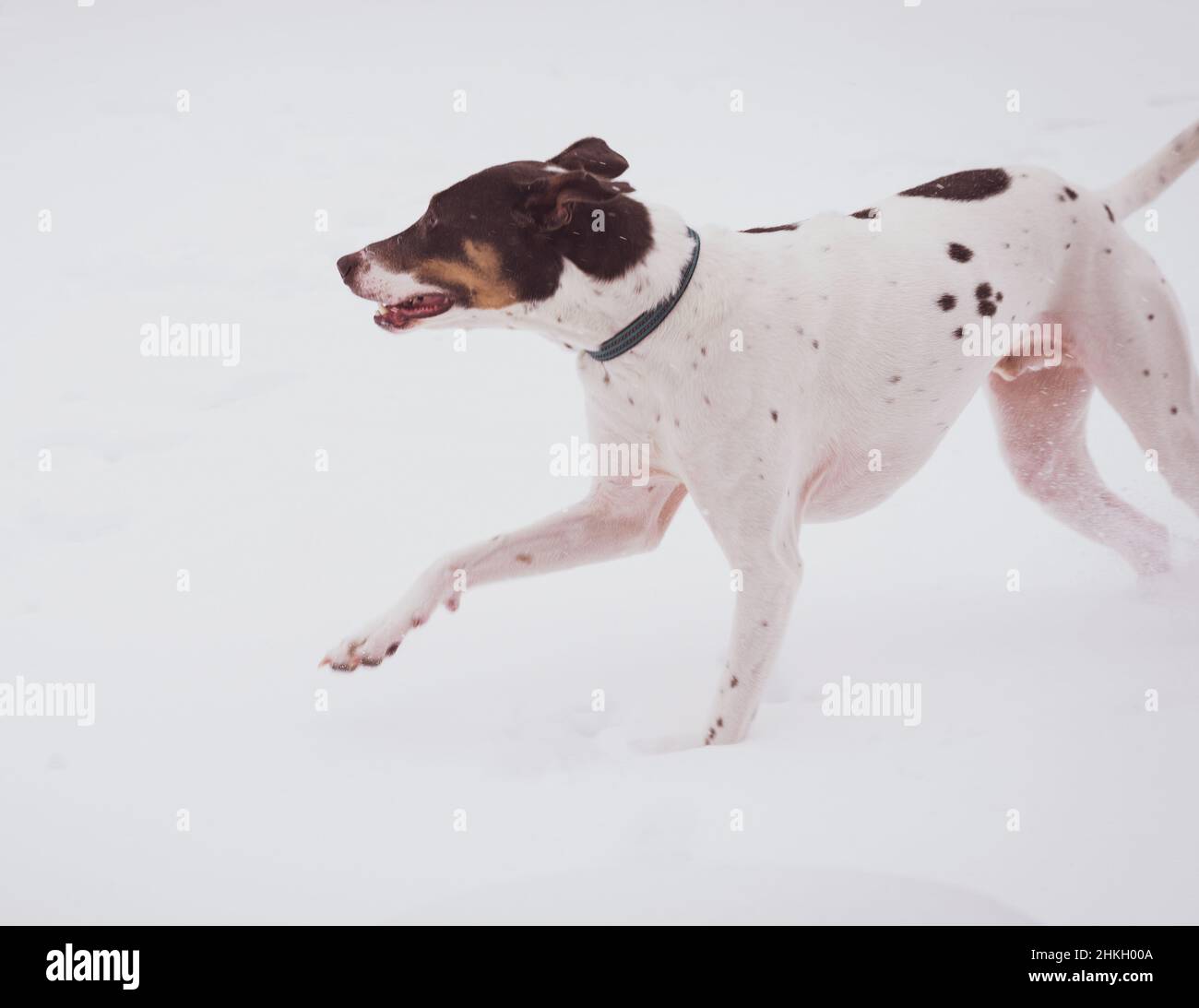 Dogs first big snow fall Stock Photo - Alamy