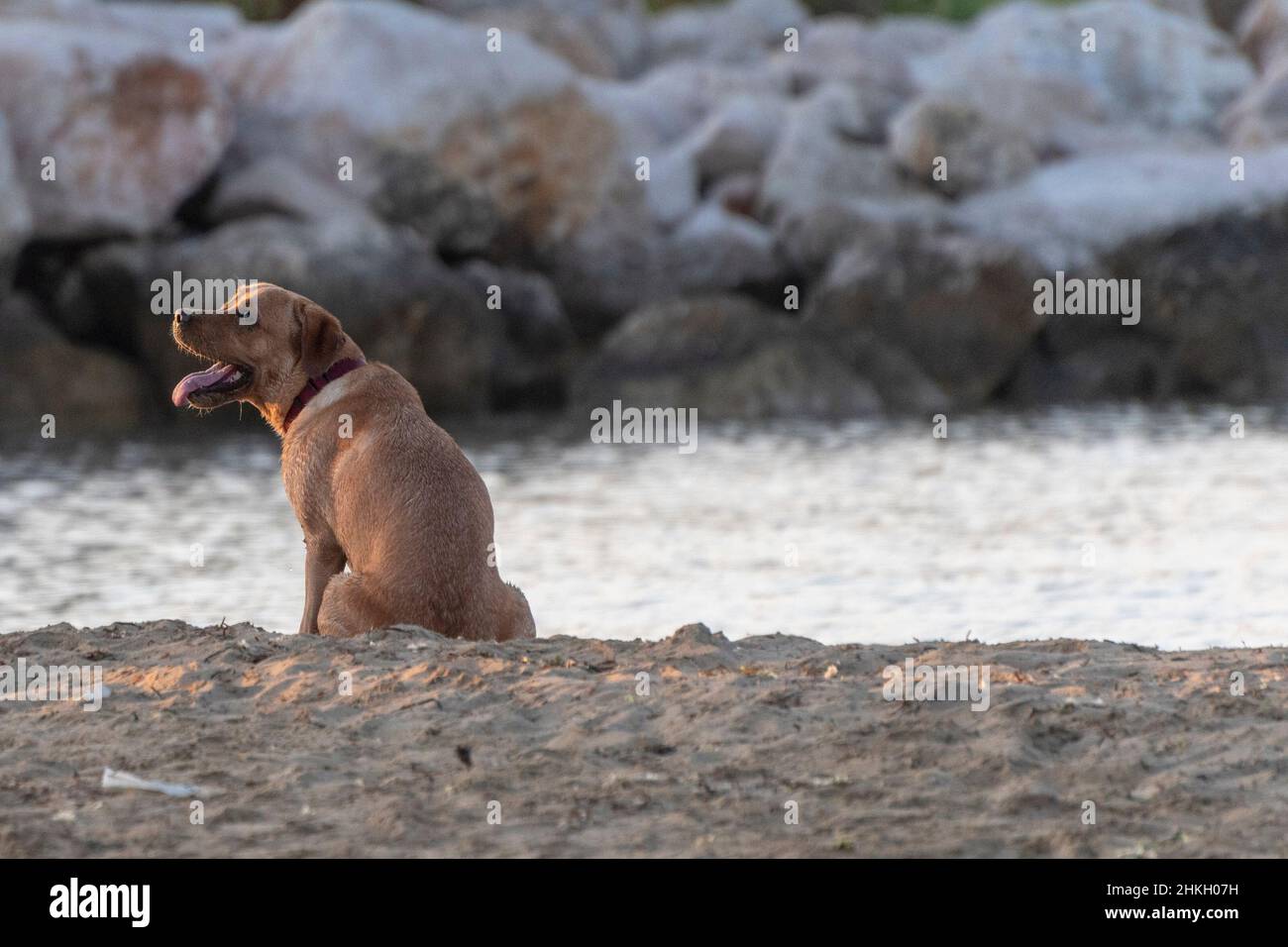 Dog sitting and crouching on the beach Stock Photo - Alamy